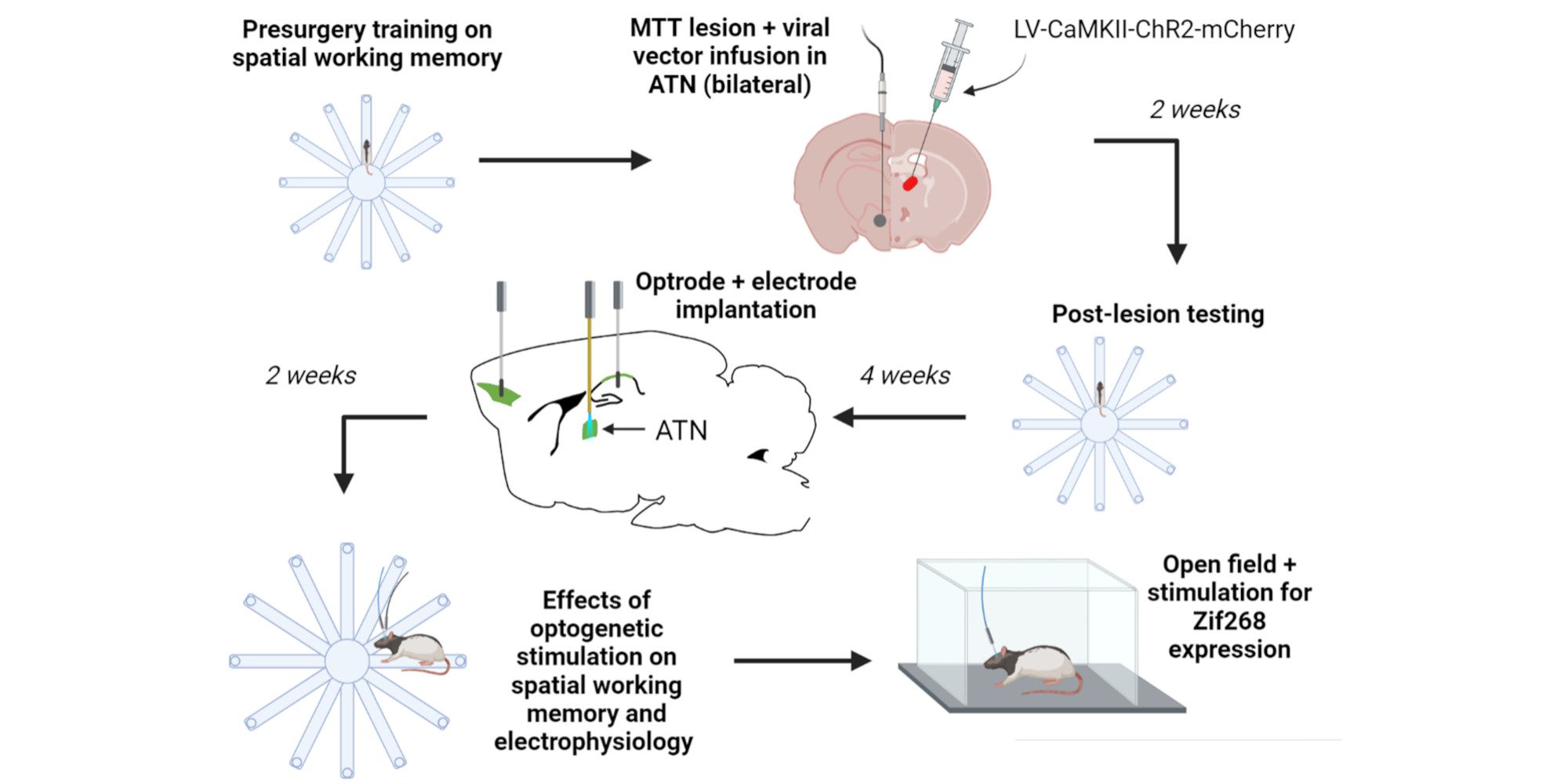 Reboot and Recall: New Brain Hub for Memory Restoration Identified ...